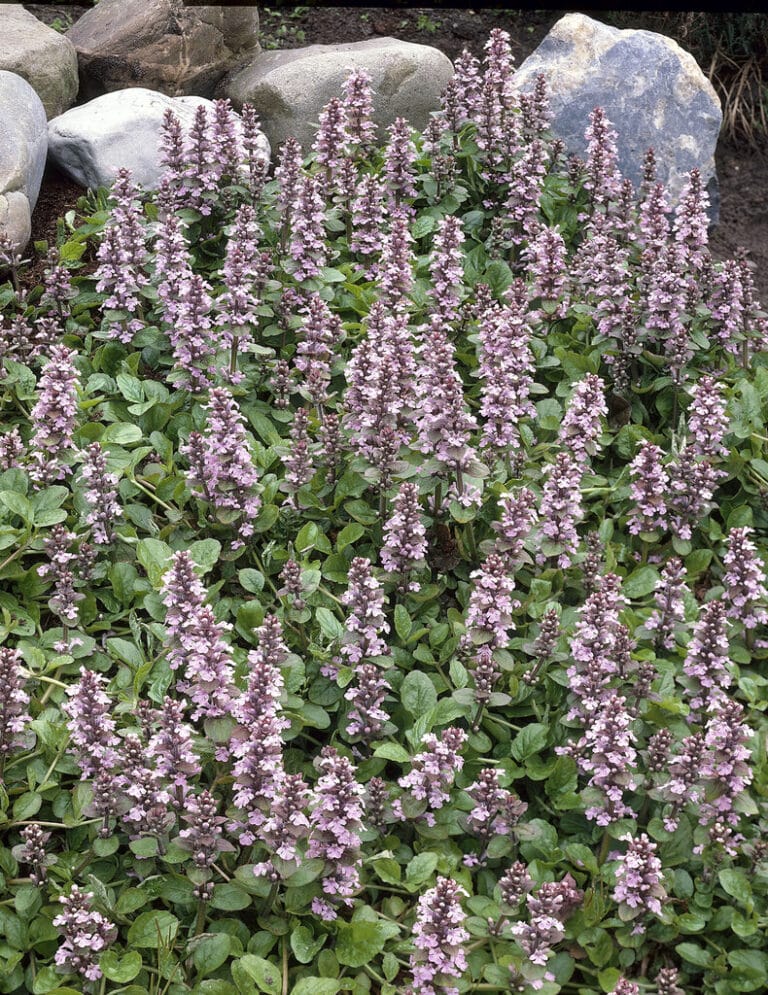 Ajuga reptans 'Rosea' - Kruipend Zenegroen Online Kopen - PlantBezorgd