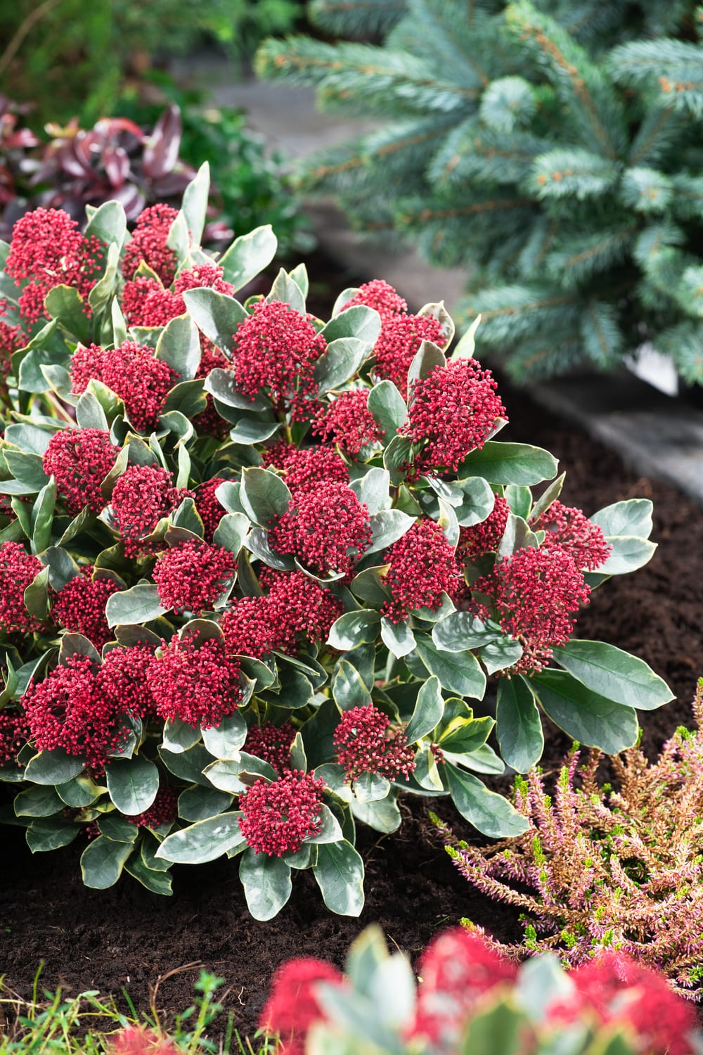 Skimmia japonica 'Marlot' - Bloem Skimmia Online Kopen - PlantBezorgd