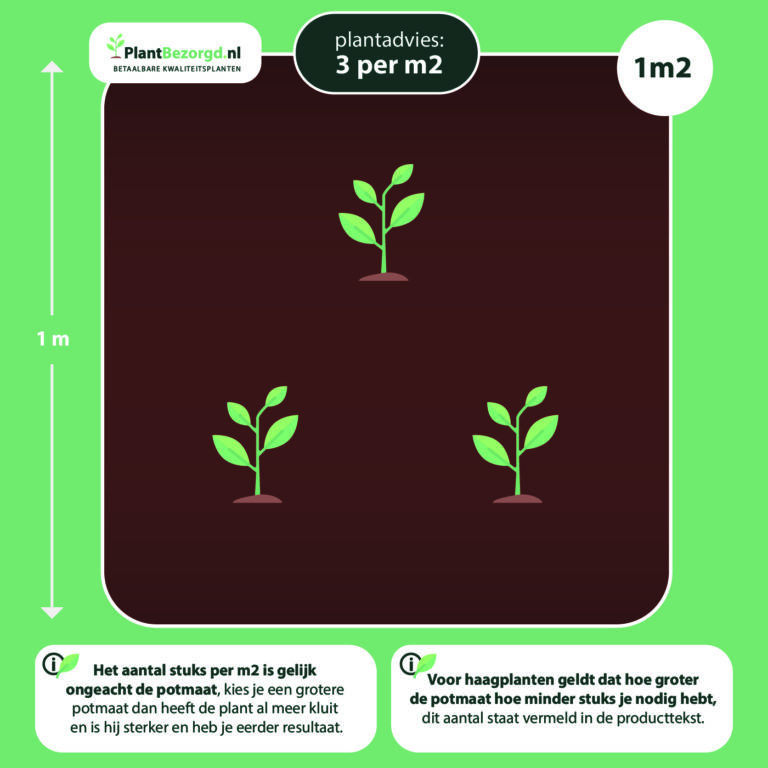 Verbena rigida - IJzerhard (=Venosa) Online Kopen - PlantBezorgd