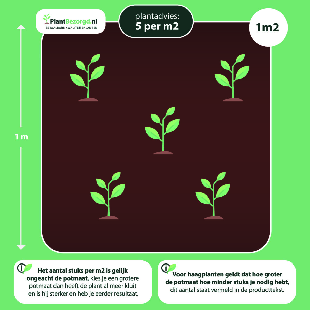 Fargesia murieliae 'Panda' - Niet-woekerende bamboe Online Kopen ...