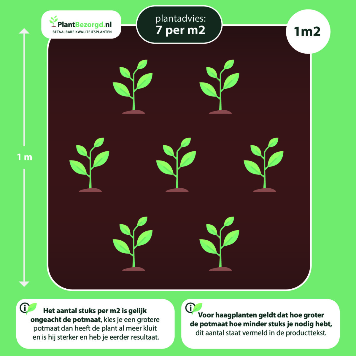 BIO Geranium Rozanne - Storchschnabel online kaufen - PlantBezorgd