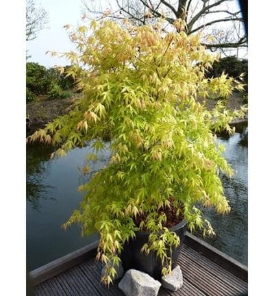 Acer palmatum 'Katsura' - Japanse Esdoorn Online Kopen - PlantBezorgd