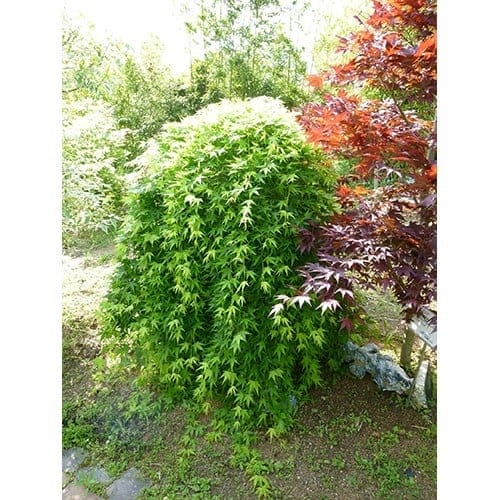 Acer palmatum 'Orange Dream' - Japanse Esdoorn Online Kopen - PlantBezorgd