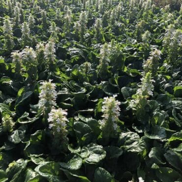 Ajuga reptans 'Alba' - Kruipend Zenegroen - PlantBezorgd