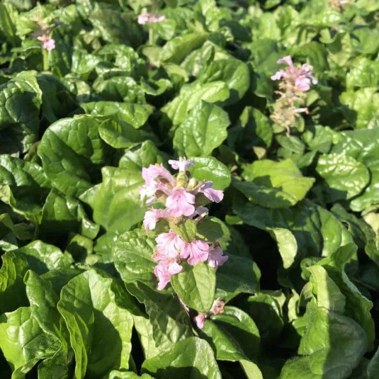 Ajuga reptans 'Rosea' - Kruipend Zenegroen - PlantBezorgd