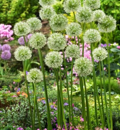 Allium - Sierui - PlantBezorgd