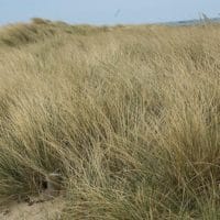 Ammophila arenaria - Helmgras Online Kopen - PlantBezorgd
