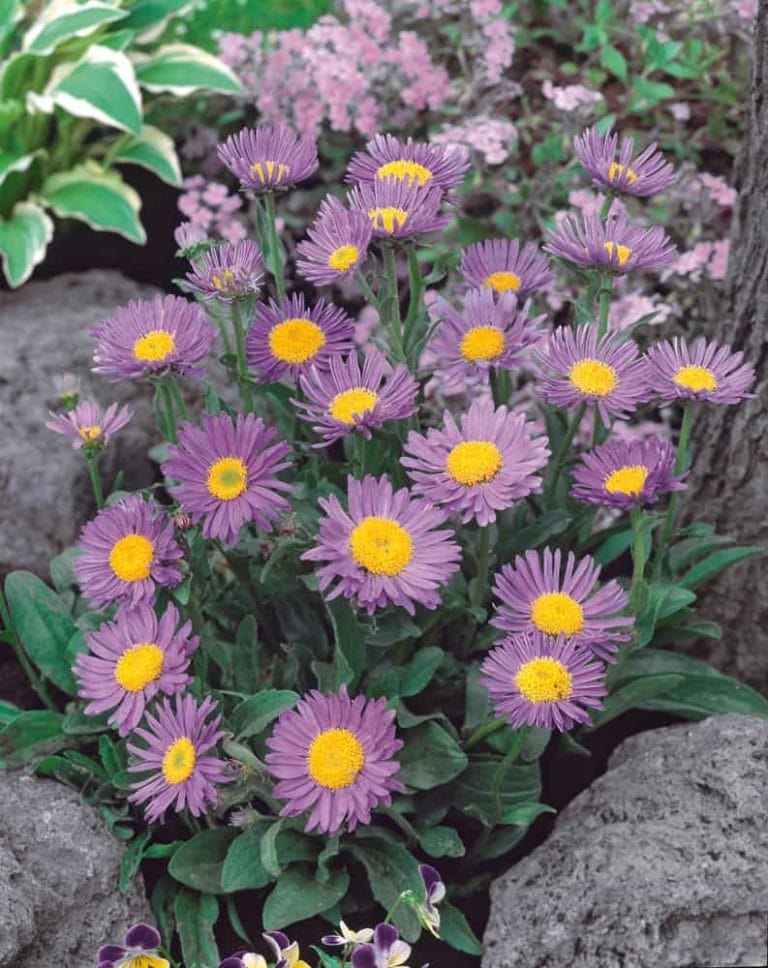 Aster ageratoides 'Asran' - Aster - PlantBezorgd