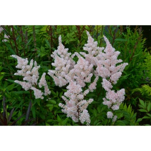 Astilbe astary 'White' - Spirea - PlantBezorgd