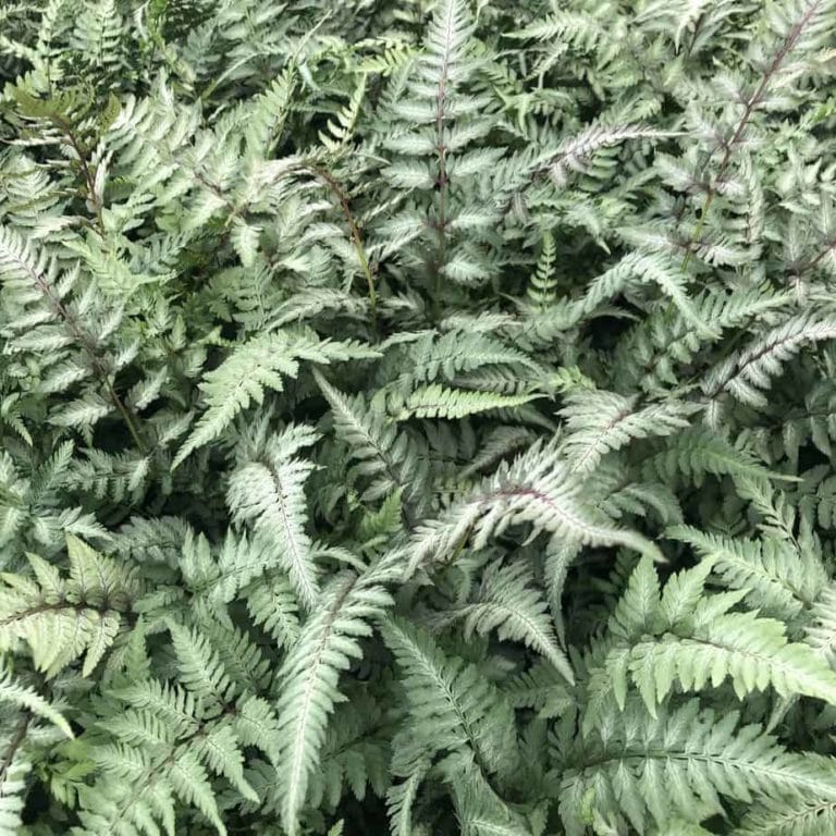 Athyrium niponicum 'Silver falls' - Japanse Regenboogvaren - PlantBezorgd