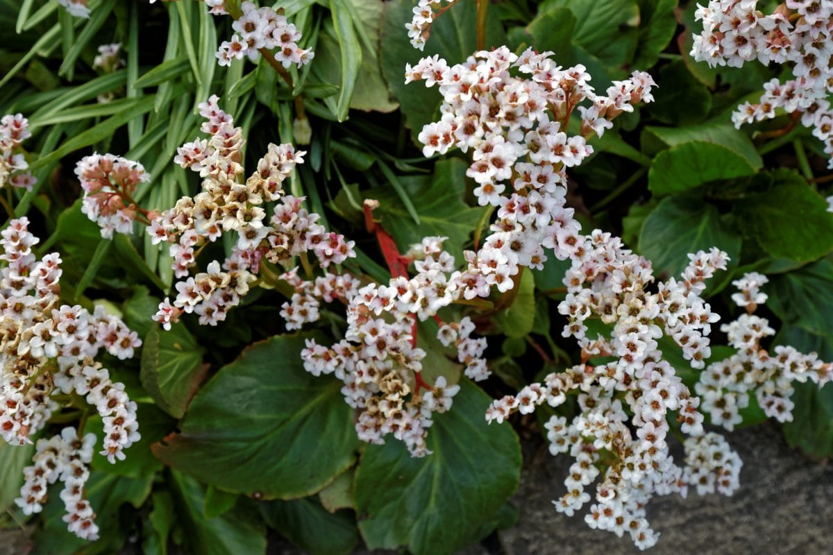 Bergenia cordifolia 'Bressingham White' - Schoenlappersplant Online ...