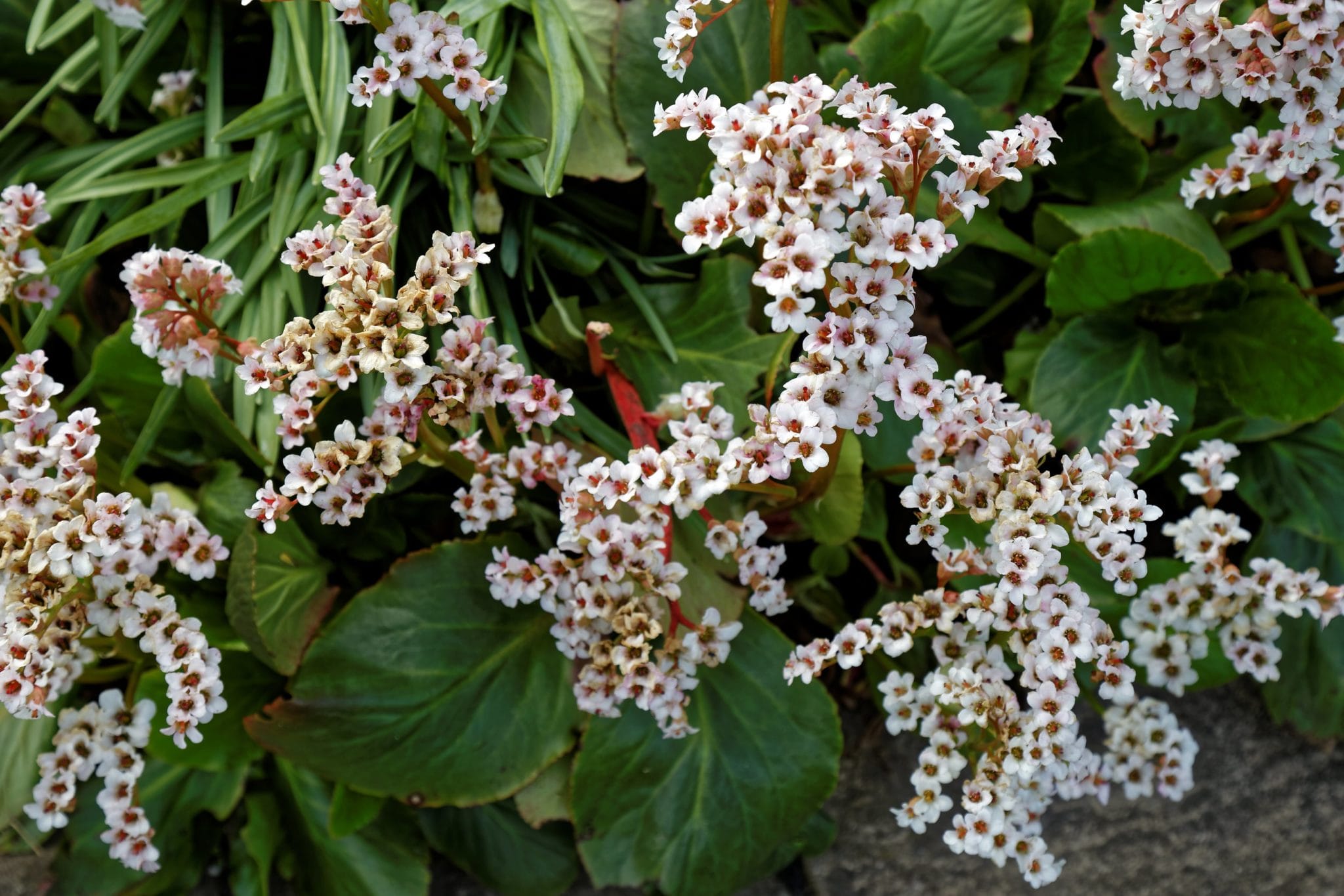 Bergenia cordifolia 'Bressingham White' - Schoenlappersplant Online ...