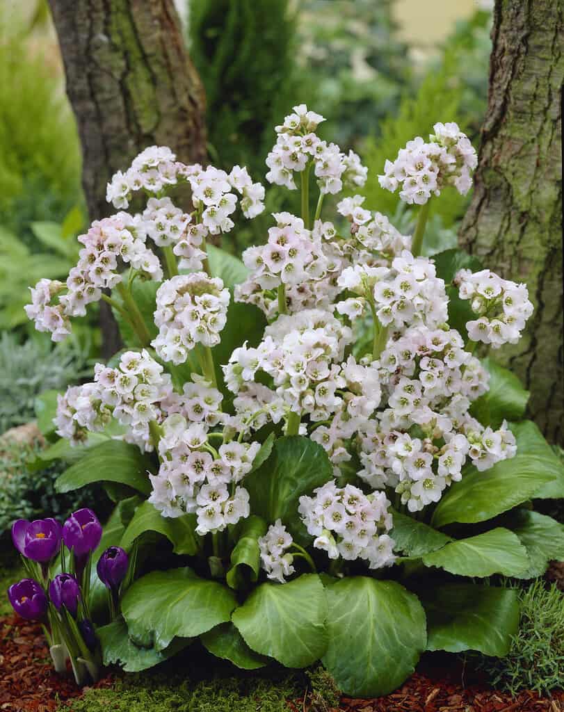 Bergenia cordifolia 'Bressingham White' - Schoenlappersplant Online ...