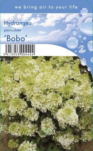 Hydrangea paniculata 'Bobo' - Hortensia Online Kopen - PlantBezorgd