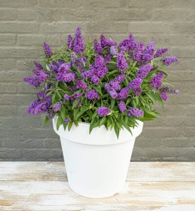 Buddleja davidii butterfly Candy 'Little Cerise' - Zwerg ...