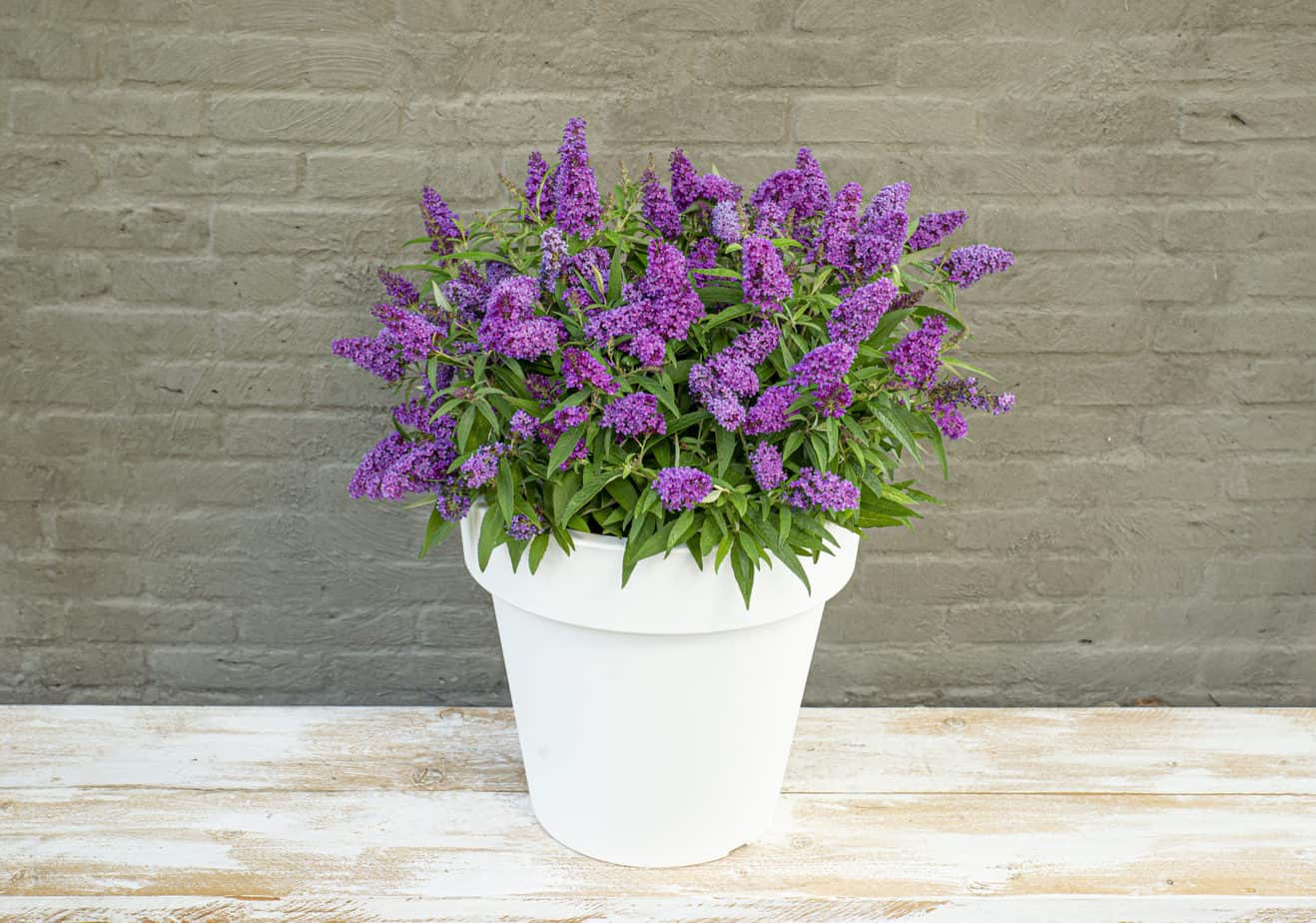 Buddleja davidii butterfly Candy ´Little Ruby´ - Dwergvlinderstruik ...