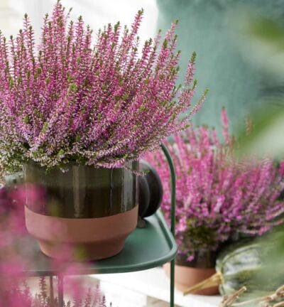 Calluna vulgaris 'Marleen' - Struikheide Online Kopen - PlantBezorgd