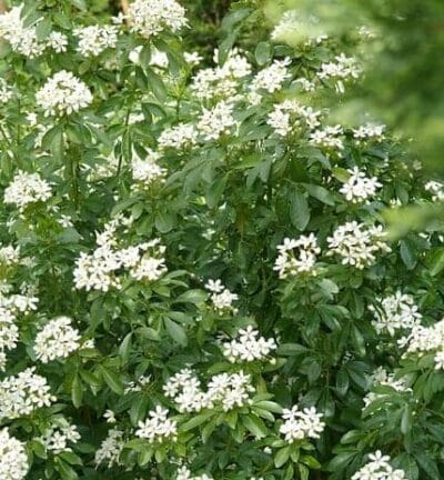 Choisya ternata 'Sundance´ (=Lich) - Choisya Online Kopen - PlantBezorgd