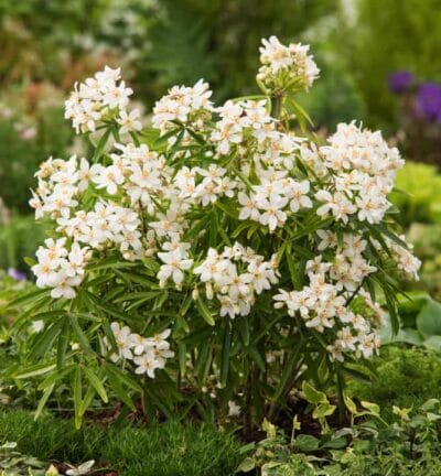 Choisya - PflanzenBezorgd