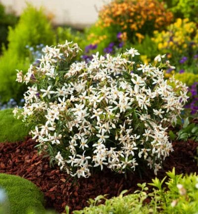 Choisya - PflanzenBezorgd