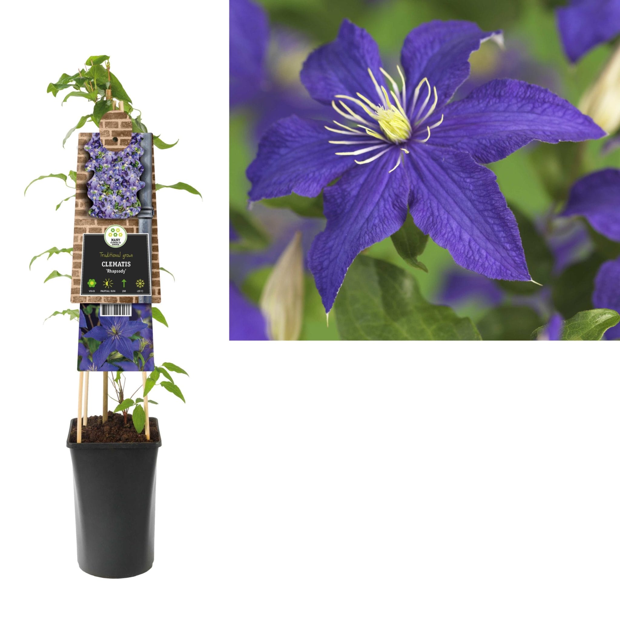 Clematis 'Rhapsody´ - Bosrank Online Kopen - PlantBezorgd