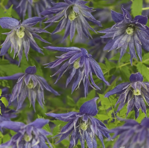 Clematis 'Spiky' - Bosrank Online Kopen - PlantBezorgd