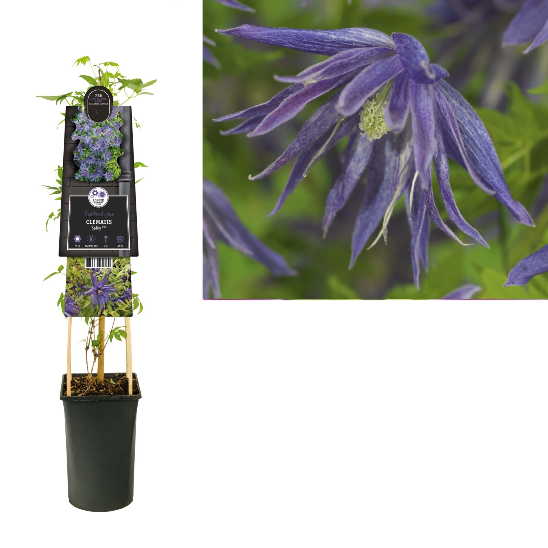 Clematis 'Spiky' - Bosrank - PlantBezorgd