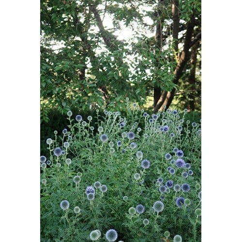 Echinops 'Bannaticus' - Kogeldistel - PlantBezorgd