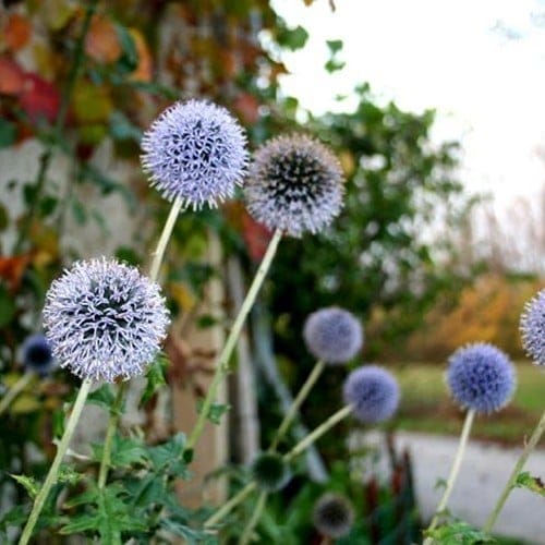 Echinops 'Bannaticus' - Kogeldistel - PlantBezorgd