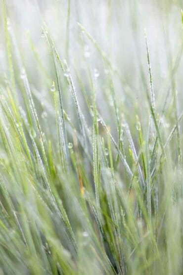 Festuca Glauca 'Elijah Blue' - Blauw Schapengras - PlantBezorgd