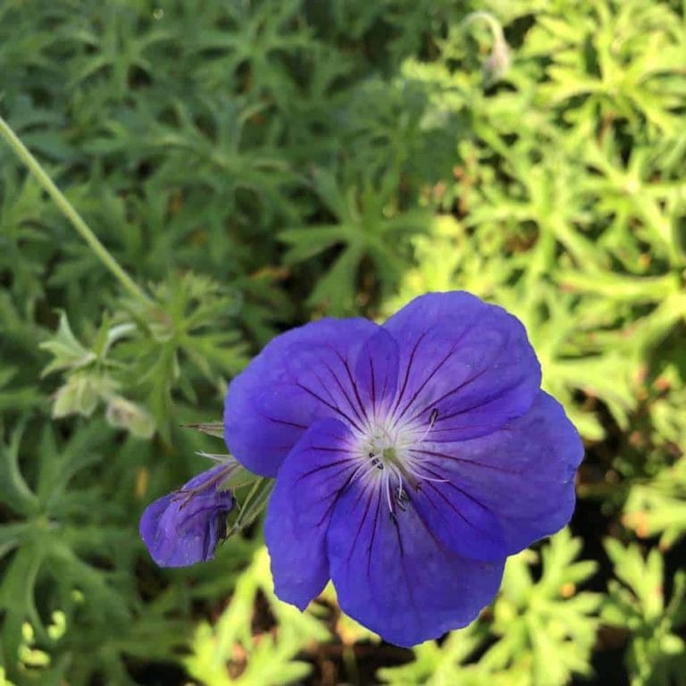 Geranium 'Orion' - Ooievaarsbek - PlantBezorgd