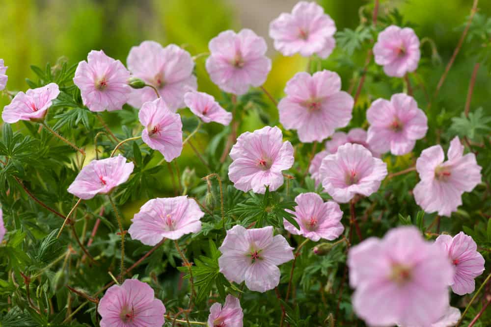Geranium sanguineum ´Striatum´ - Ooievaarsbek Online Kopen - PlantBezorgd