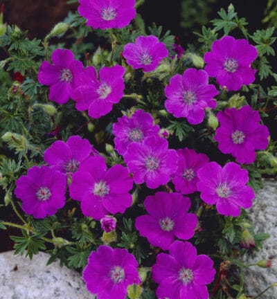 Geranium sanguineum 'Tiny Monster' - Ooievaarsbek Online Kopen ...