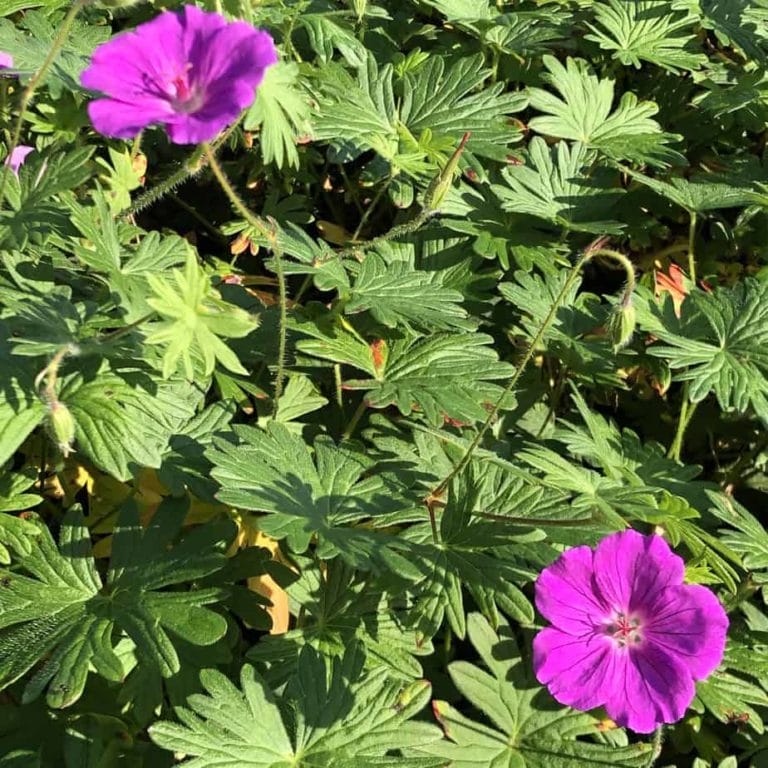 Geranium sanguineum 'Tiny Monster' - Ooievaarsbek Online Kopen ...