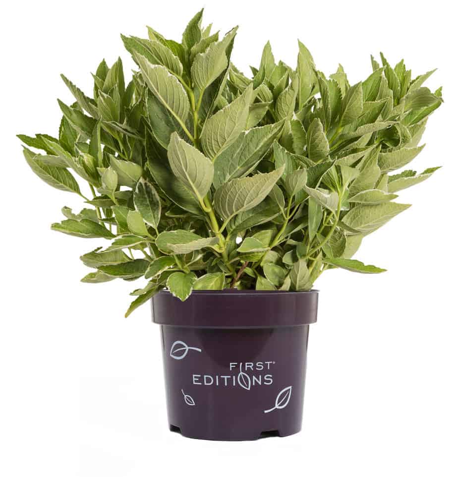 Hydrangea macrophylla 'Endless Summer Light-O-Day®' - Schermhortensia ...