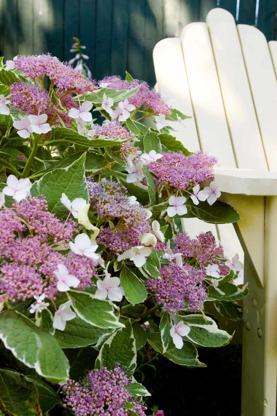 Hydrangea macrophylla 'Endless Summer Light-O-Day®' - Schermhortensia ...