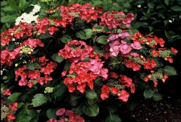 Hydrangea macrophylla 'Teller White' (Libelle) - Hortensia - PlantBezorgd
