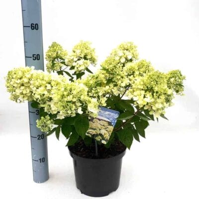 Hydrangea paniculata 'Bombshell' - Hortensia Online Kopen - PlantBezorgd