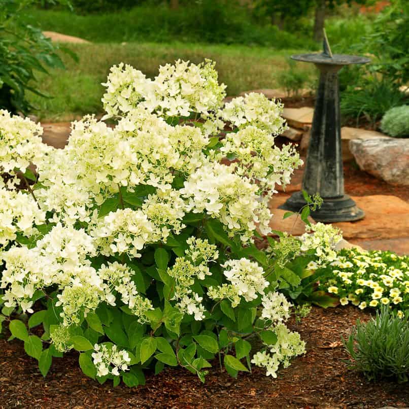 Hydrangea paniculata 'Bombshell' - Hortensia Online Kopen - PlantBezorgd