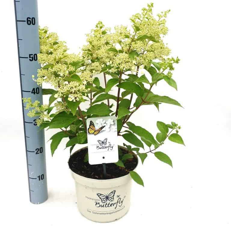 Hydrangea paniculata 'Butterfly' - Vlinderhortensia - PlantBezorgd