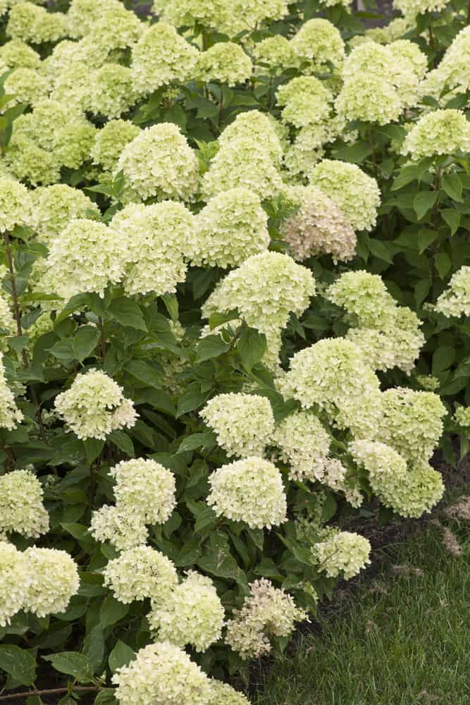 Hydrangea paniculata 'Bombshell' - Hortensia Online Kopen - PlantBezorgd
