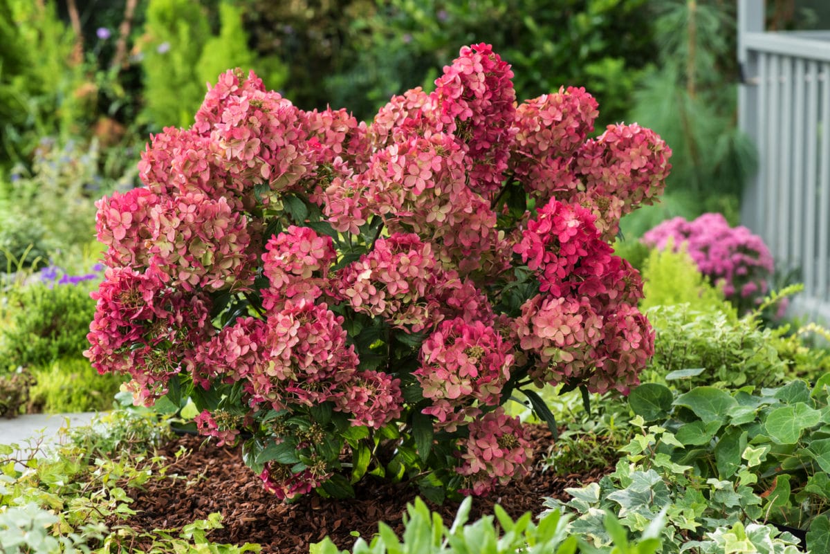Hydrangea paniculata 'Petite® Star' - Pluimhortensia Online Kopen ...