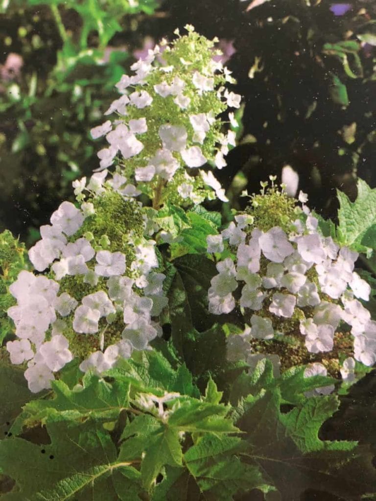Hydrangea quercifolia 'Ice Crystal'® - Eikenblad hortensia - PlantBezorgd
