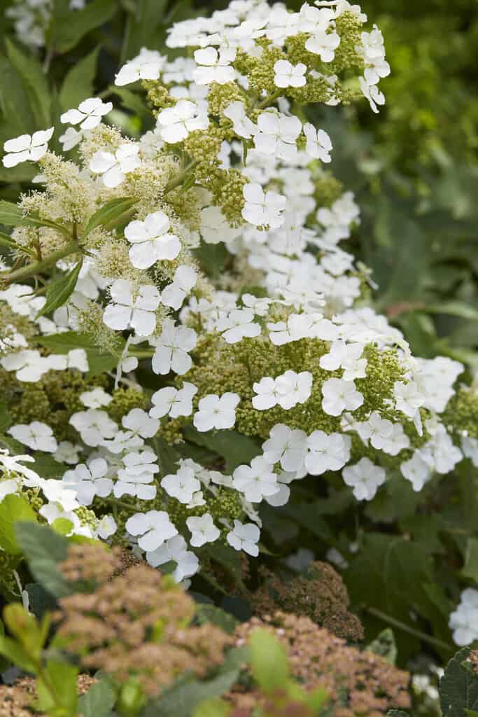 Hydrangea quercifolia 'Ice Crystal'® - Eikenblad hortensia Online Kopen ...