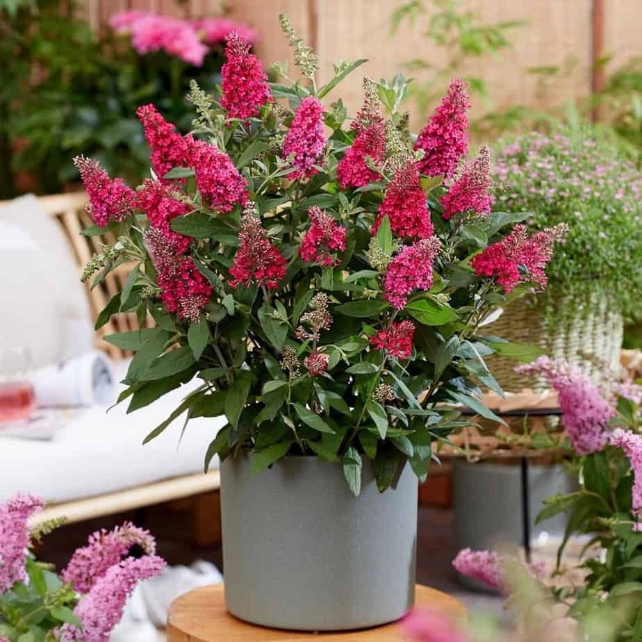 Buddleja davidii butterfly Candy ´Little Ruby´ - Dwergvlinderstruik ...