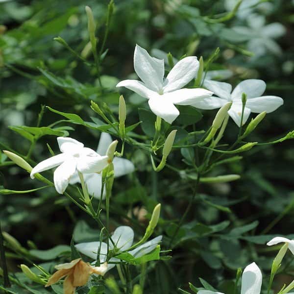 Jasminum Officinale - Gewone Jasmijn Online Kopen - PlantBezorgd