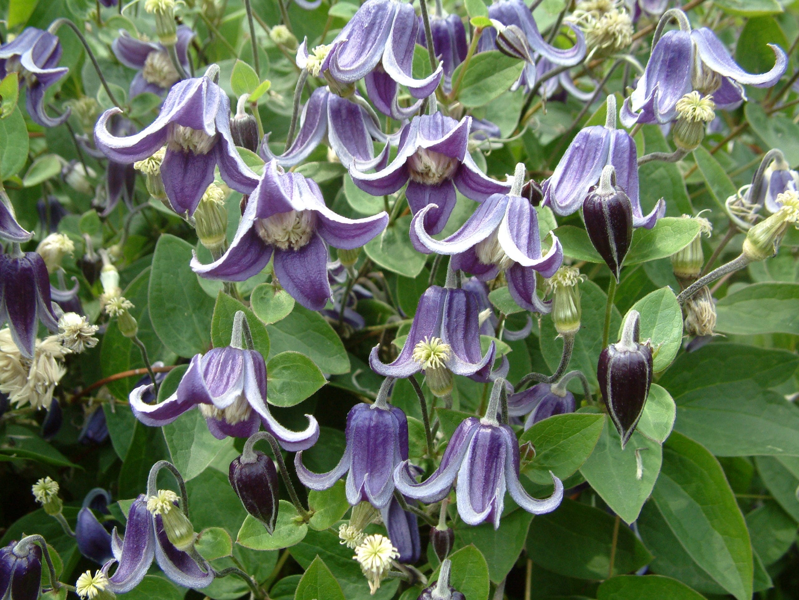 Clematis 'Fascination´ - Bosrank - PlantBezorgd