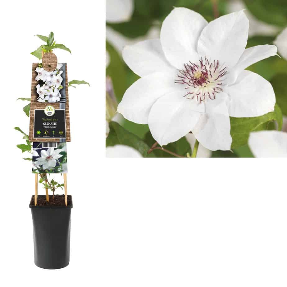 Clematis patens 'Miss Bateman' - Bosrank Online Kopen - PlantBezorgd