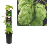 Humulus lupulus Nordbrau - Hopplant - PlantBezorgd