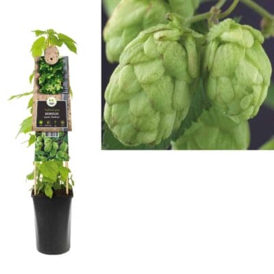 Humulus lupulus Nordbrau - Hopplant - PlantBezorgd